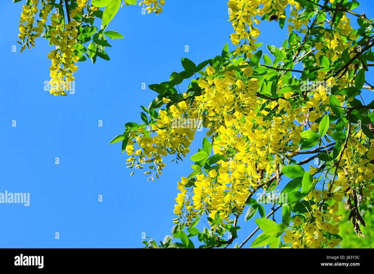 golden gold rush laburnum blue leaf tree bloom blossom flourish ...