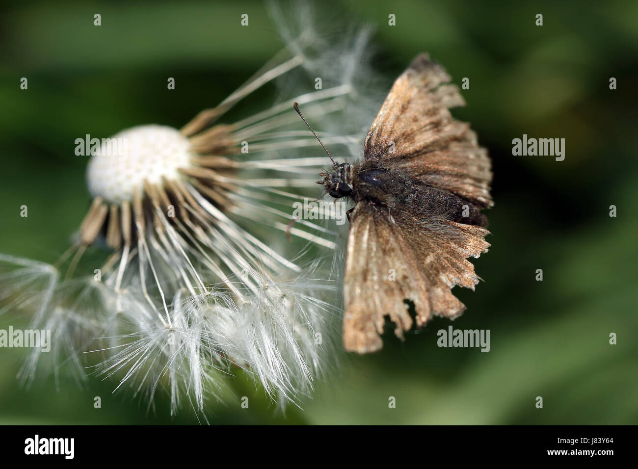 bullhead abrasion insect butterfly ailing blowball dandelion moth olden ...