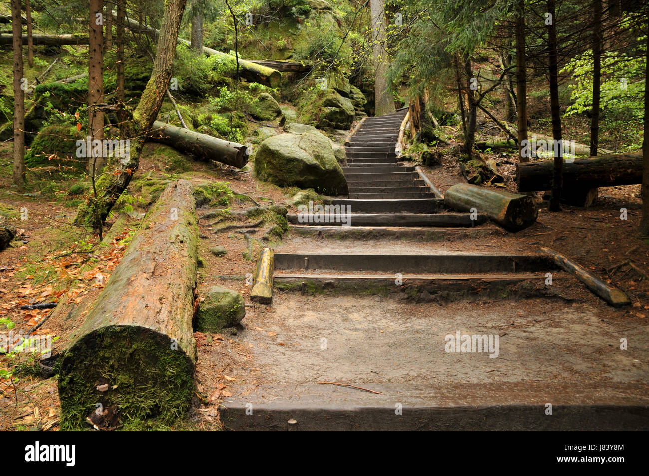 stairs hike go hiking ramble path forest migrate step tier stairs ...