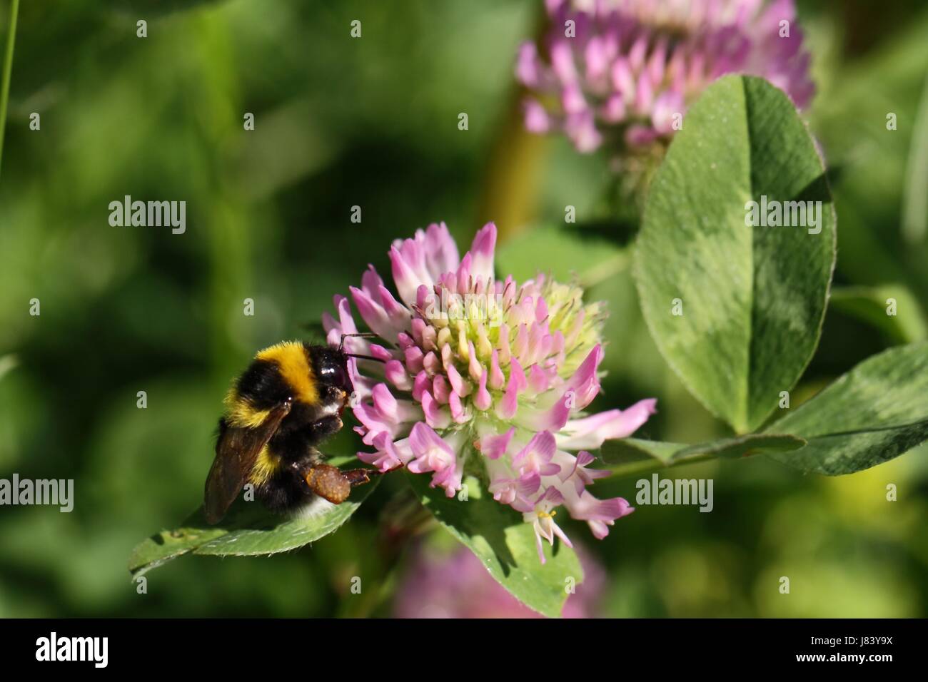 animal insect bumblebee creature native animal insect bumblebee black ...