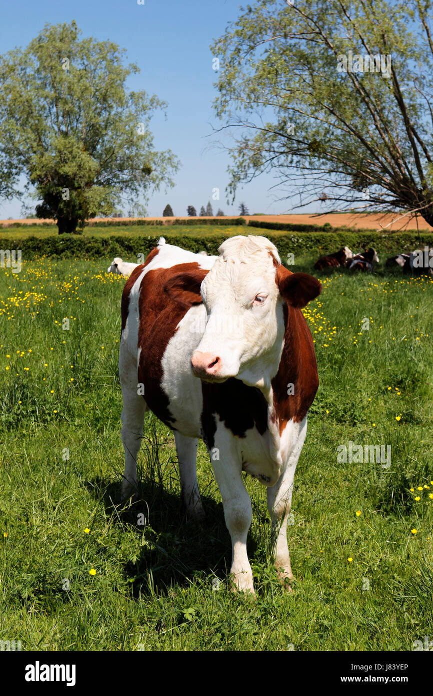 agriculture farming cow agriculture farming france milk breeding ...