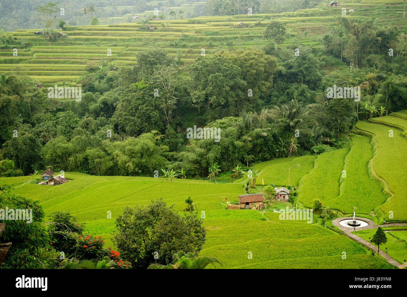travel asia agriculture farming field bali indonesia traditional ...