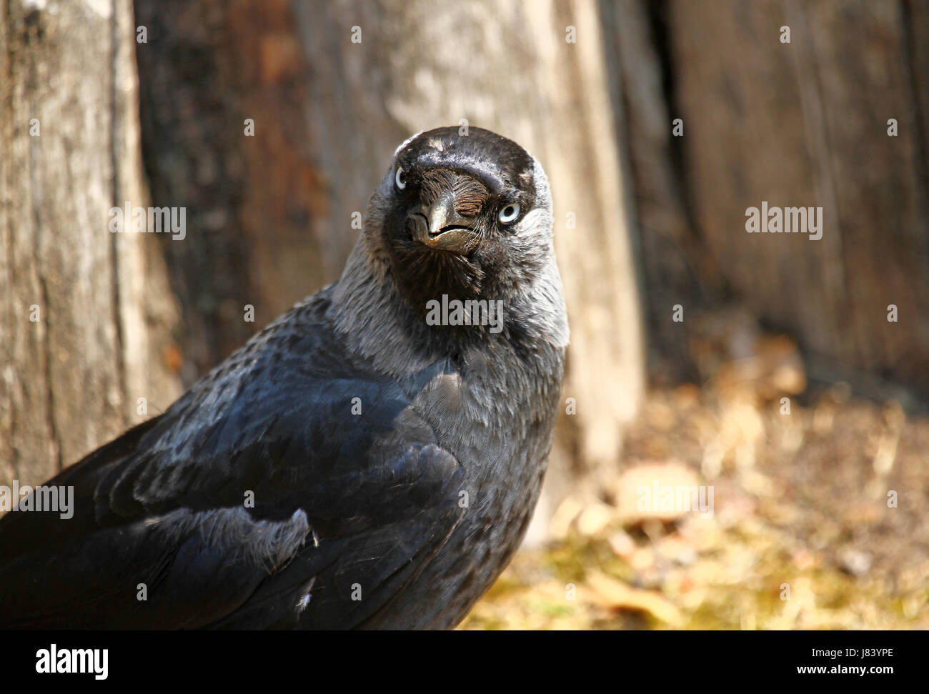 bird portrait eye organ birds feathering daw raven bird portrait eye ...