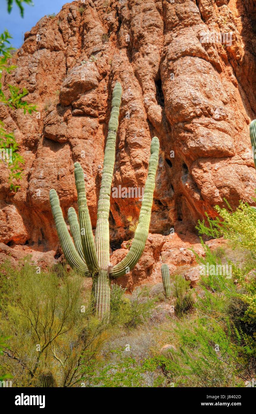 blue colour tree desert wasteland sunset cloud ray open arizona cacti ...
