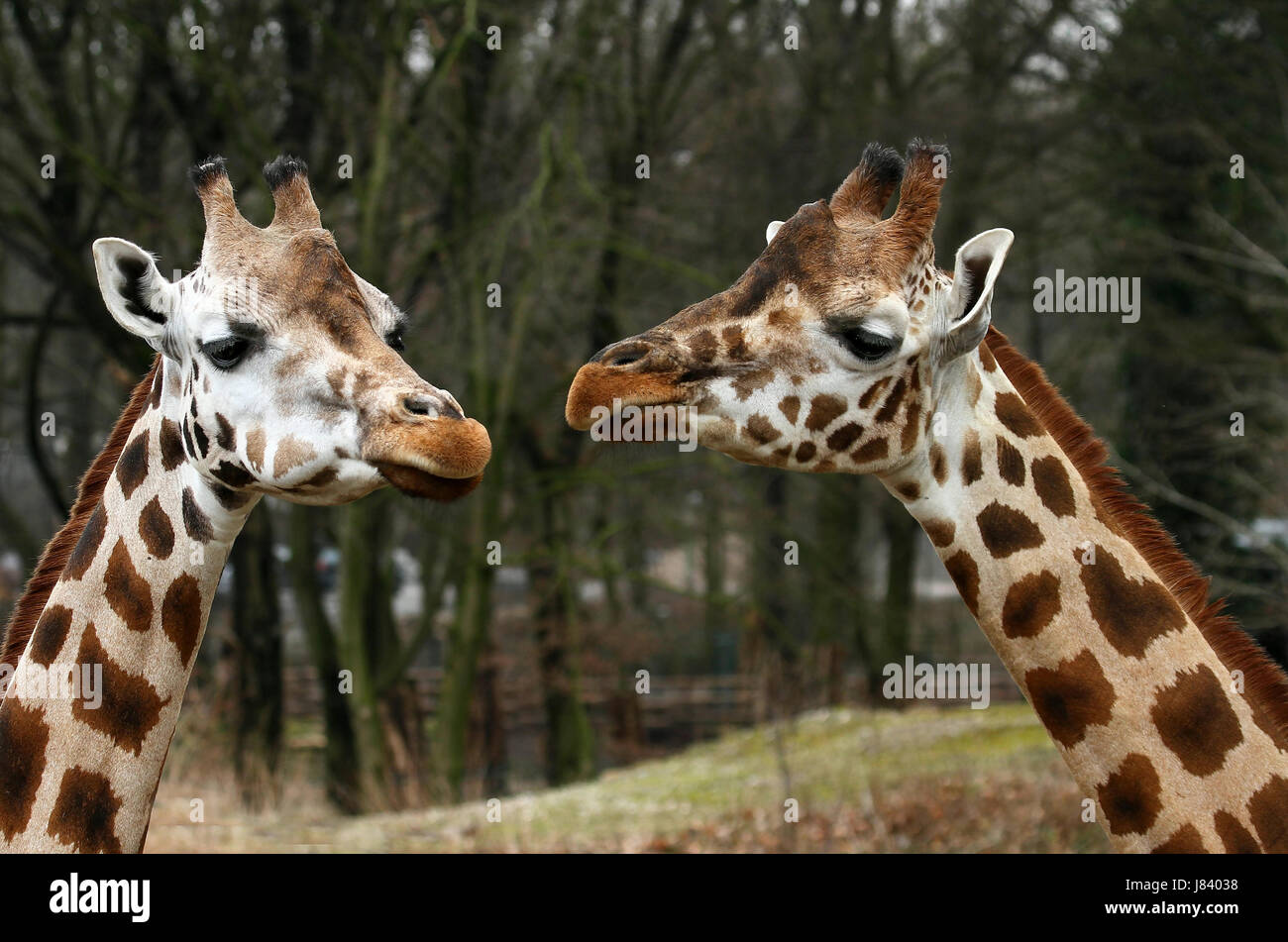 mammal africa duo giraffe ruminant animal mammal duo giraffe giraffes ...