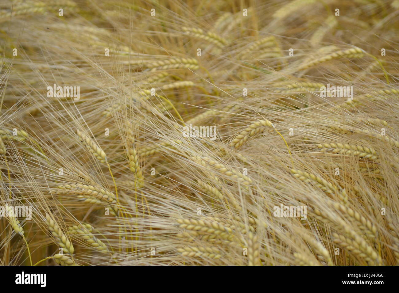 field ears grain field barley beard grain cereal field ears blades ...