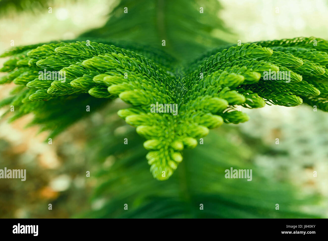 Pine leaf hi-res stock photography and images - Alamy