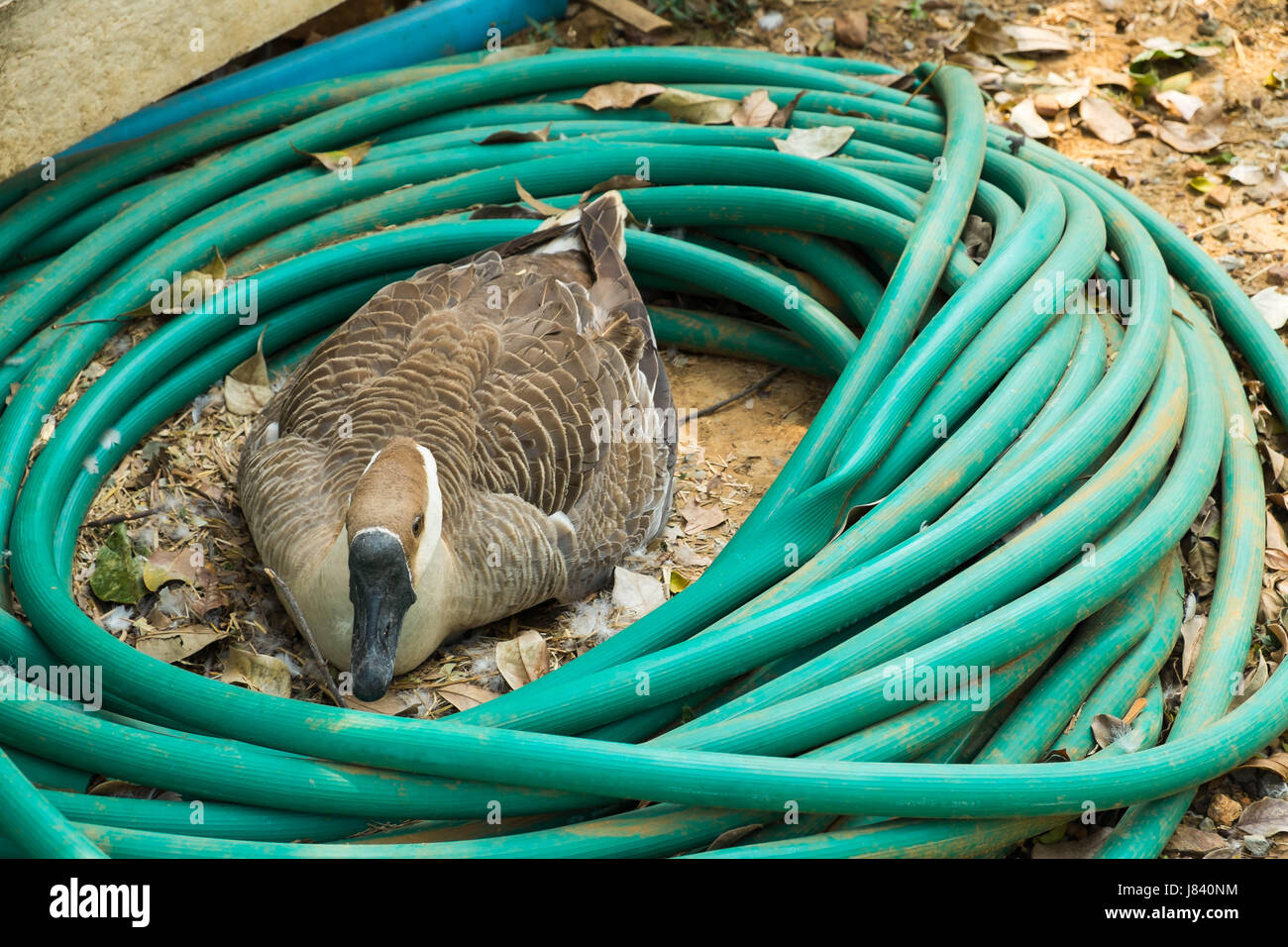 The goose is hatching eggs in the rubber tube Stock Photo - Alamy