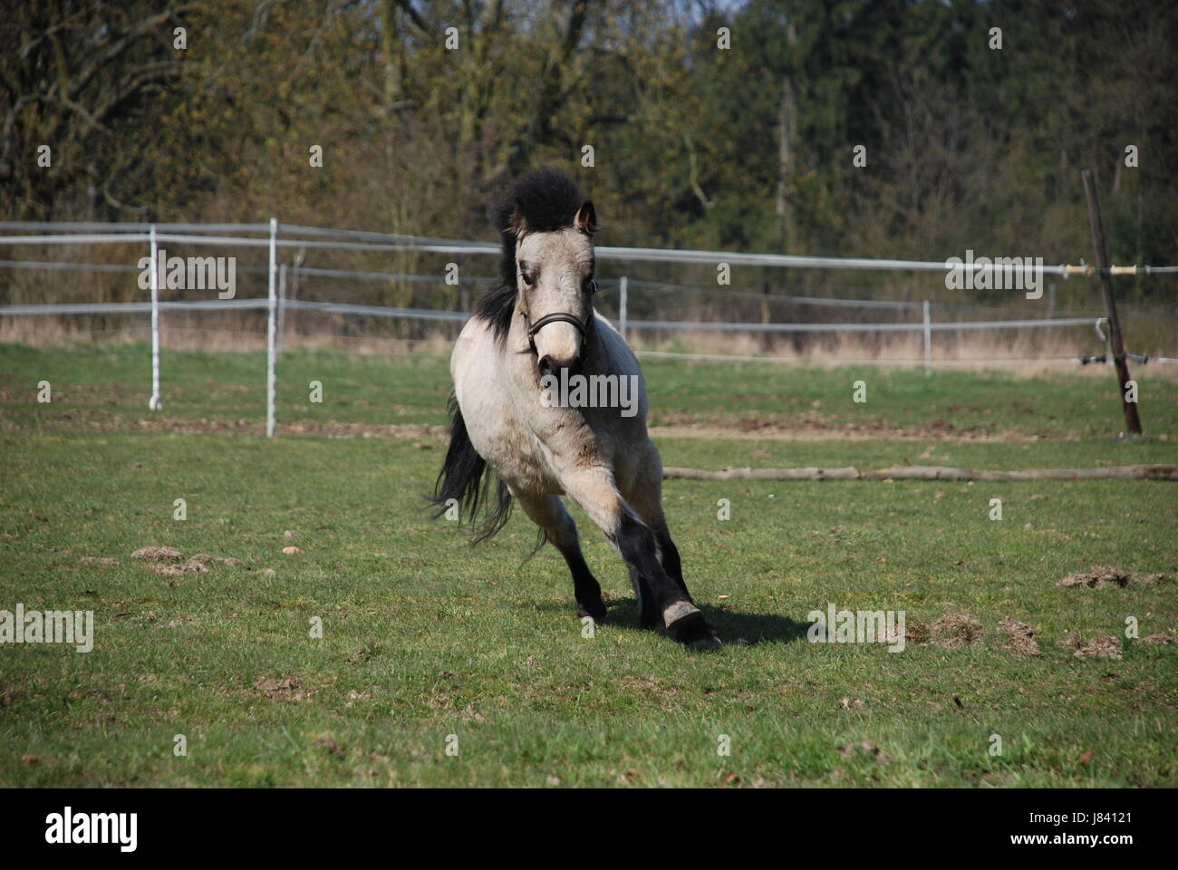 motion postponement moving movement ride portrait horse pony ...