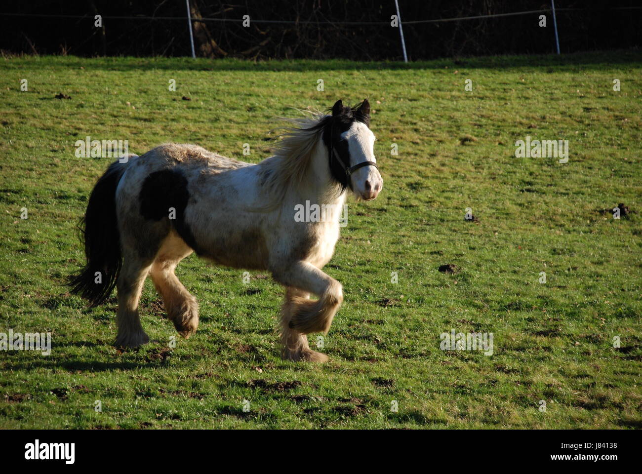 Tinker horses hi-res stock photography and images - Alamy