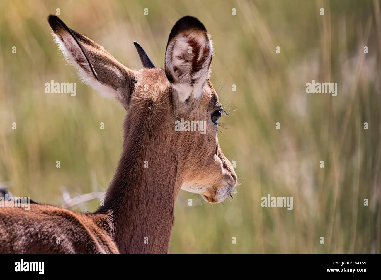 Gazelle Impala High Resolution Stock Photography and Images - Alamy