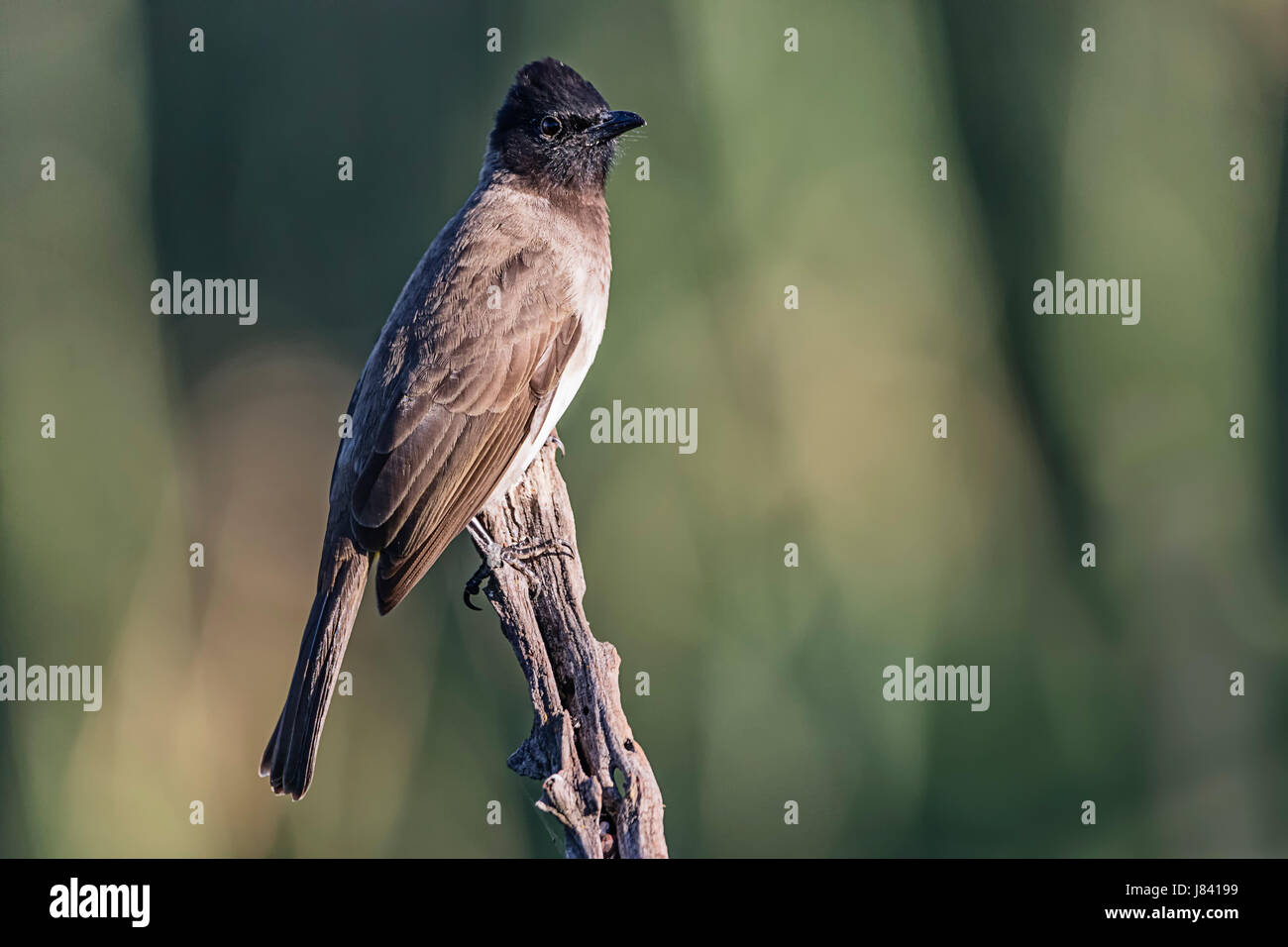 Tiptol High Resolution Stock Photography and Images - Alamy