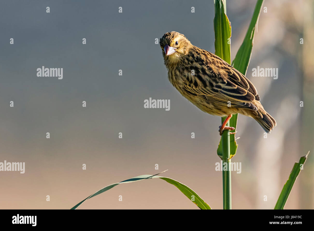African weaver hi-res stock photography and images - Alamy