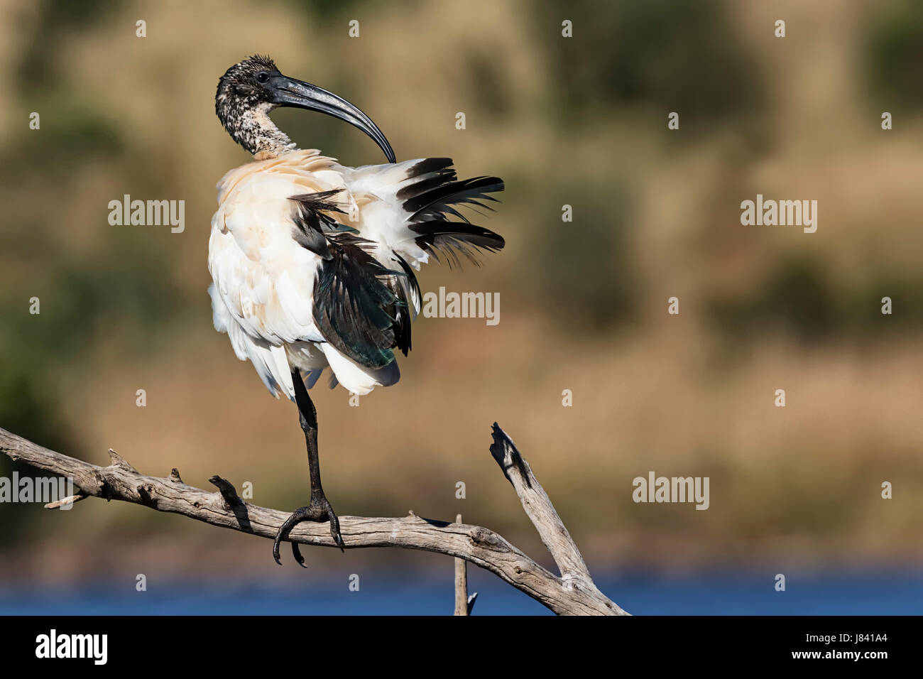 Ibis background hi-res stock photography and images - Alamy