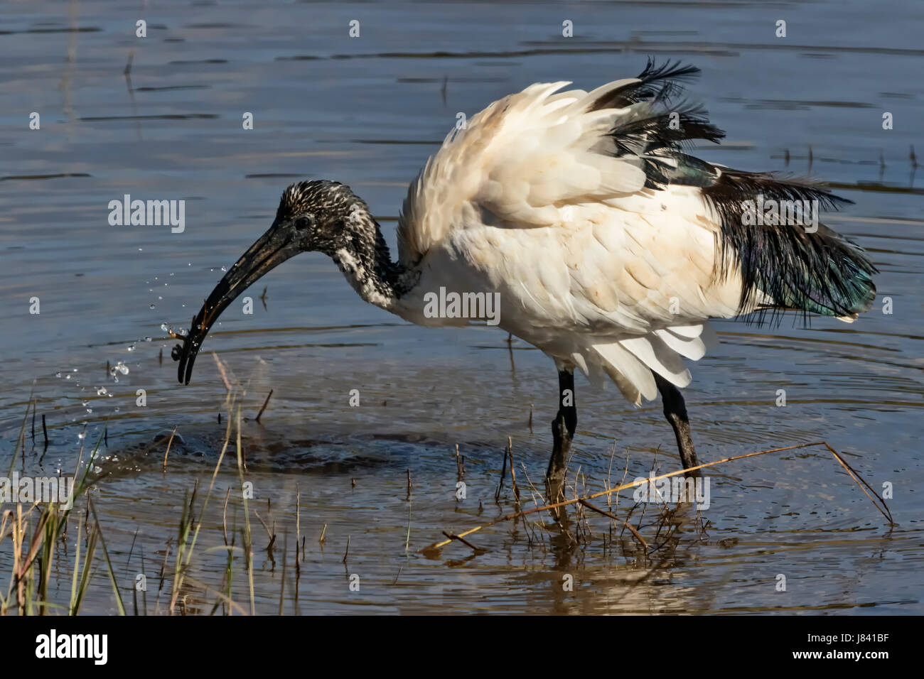 Ibis catch food in water hi-res stock photography and images - Alamy