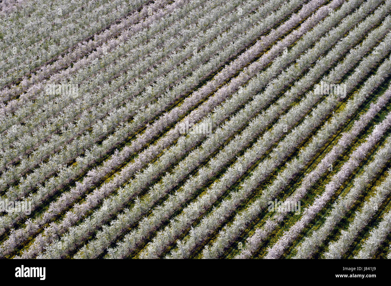 aerial view natural preserve apple trees germany german federal ...