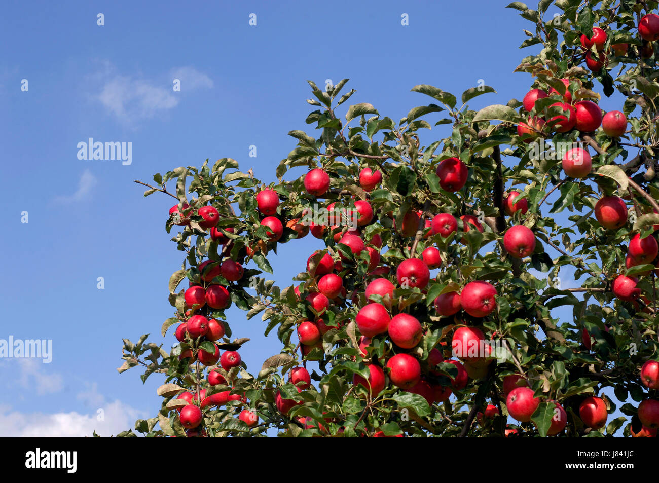 apple tree apples Stock Photo - Alamy