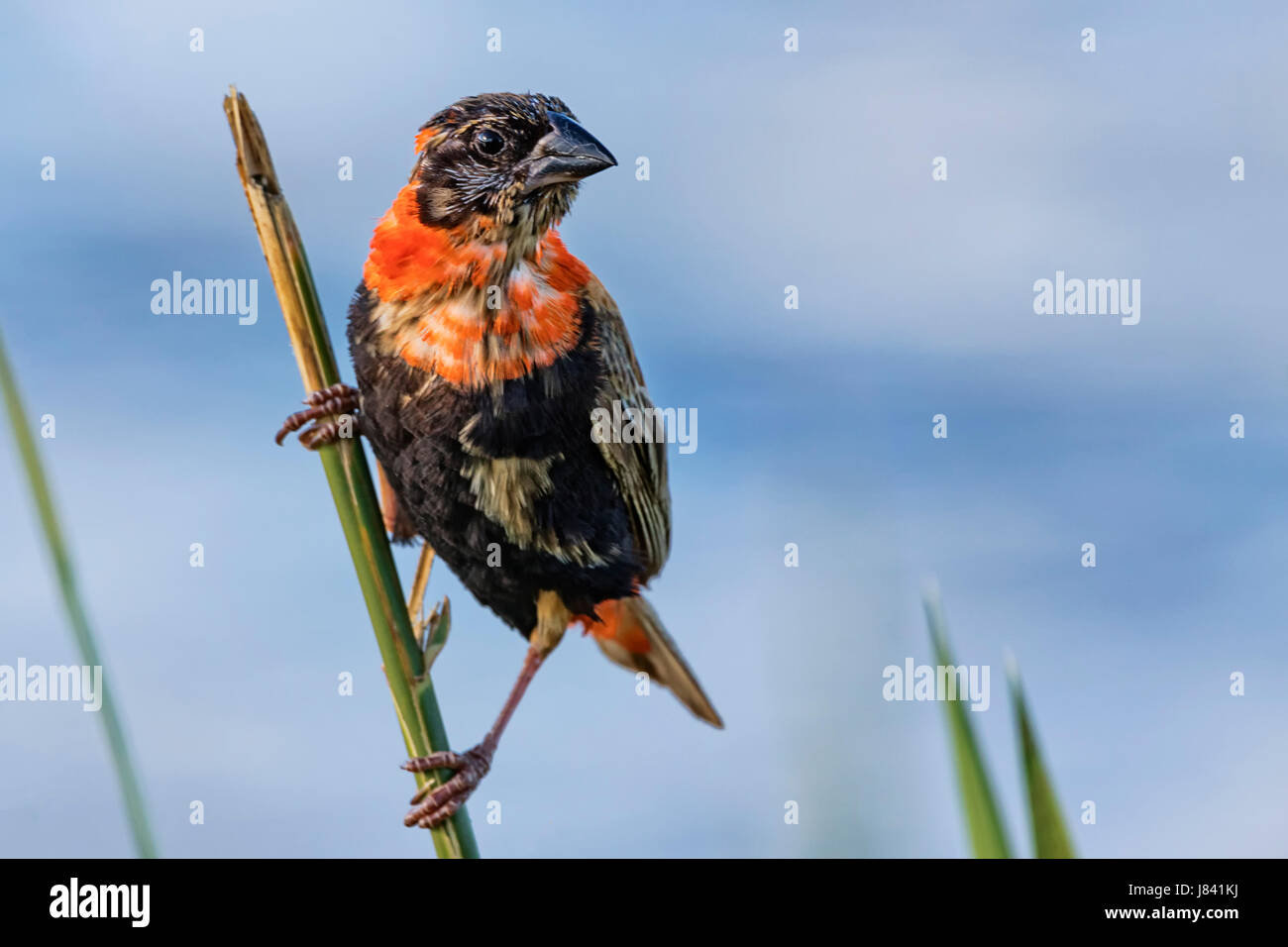 Reed finch hi-res stock photography and images - Alamy