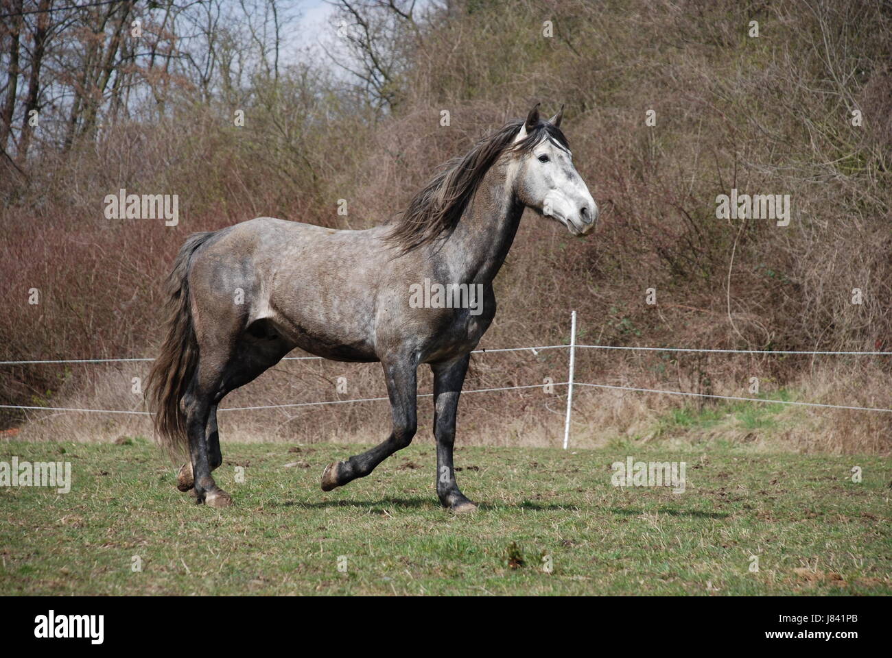 pura raza espanola Stock Photo - Alamy