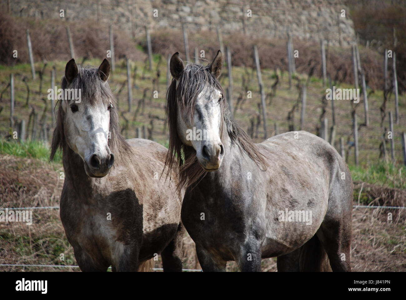 pura raza espanola Stock Photo - Alamy