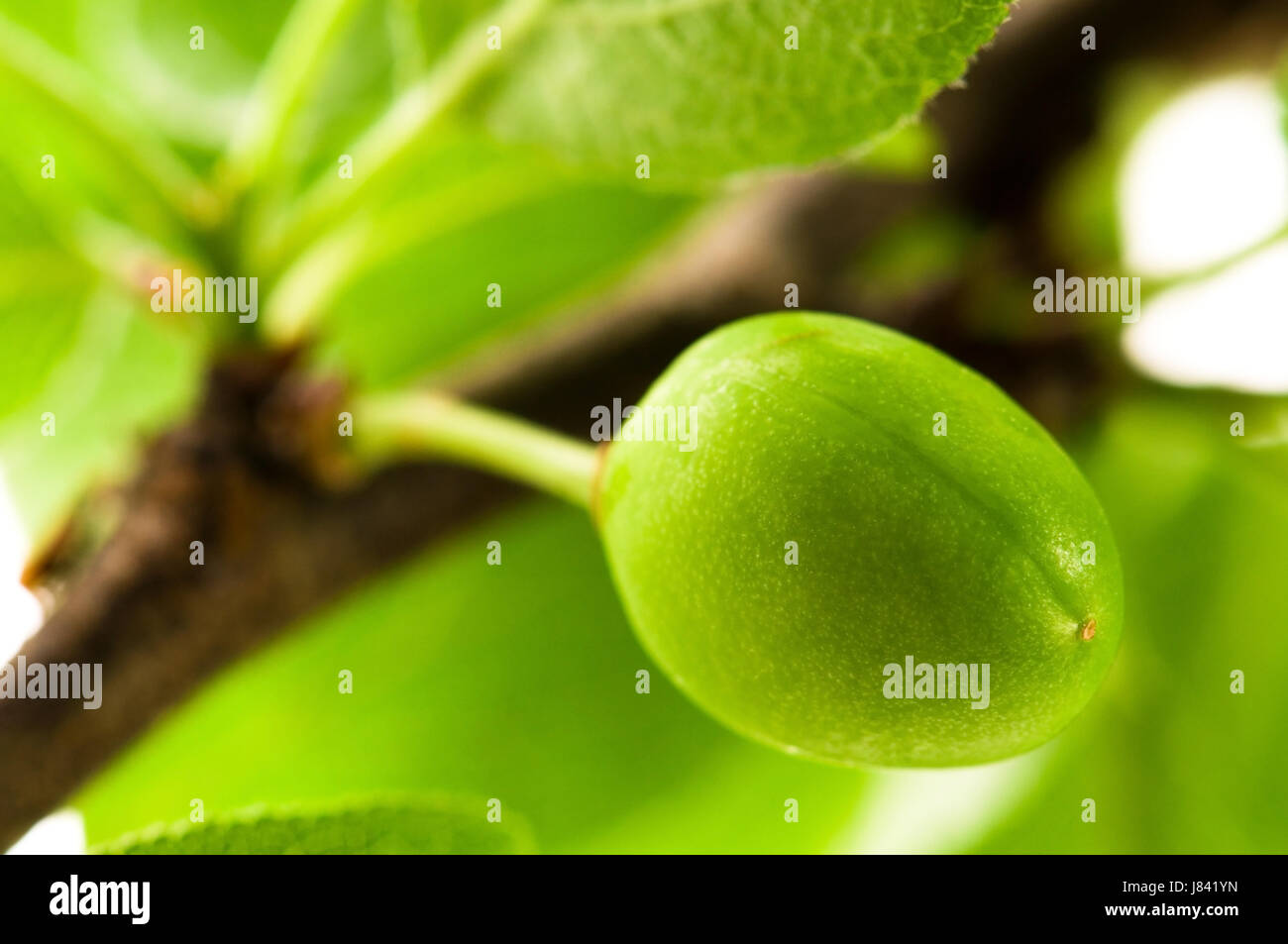 isolated tree spring fruit grow plums lawn green plant food aliment ...