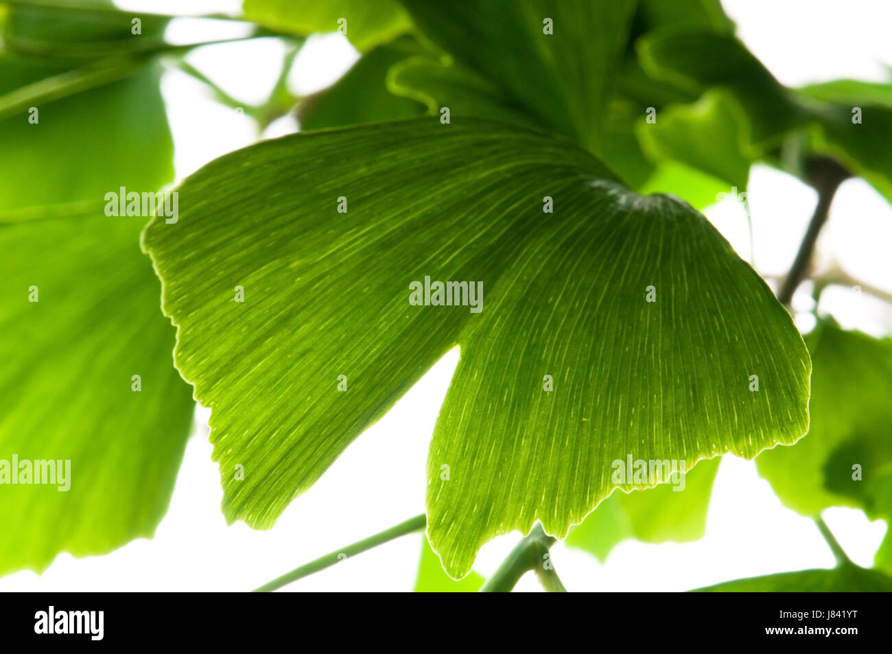 leaf health isolated grow herb lawn green plant leaf health isolated ...