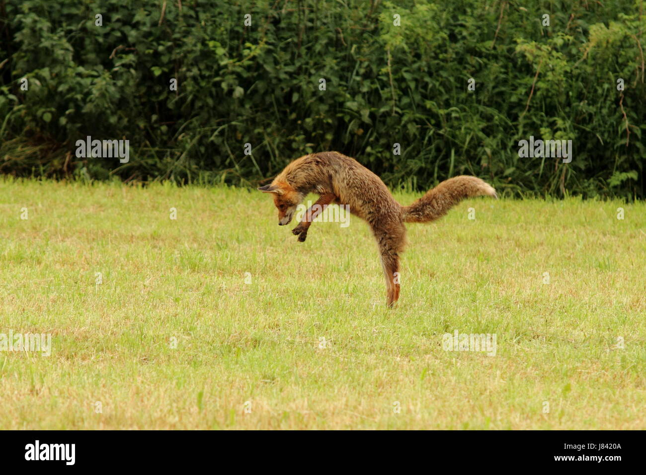 hunter wildlife fox male dog meadow hunting chase spring bouncing ...