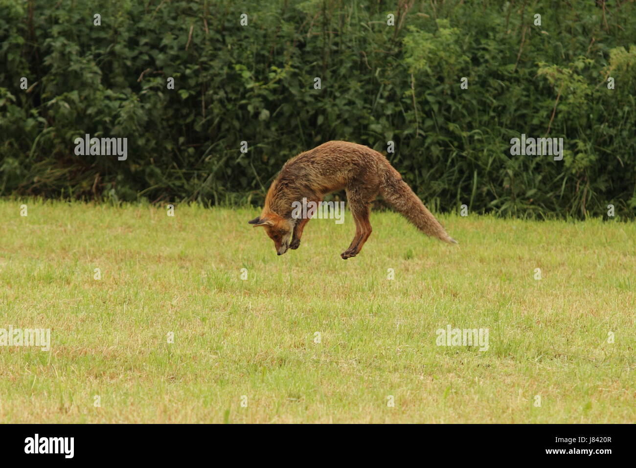 hunter wildlife fox male dog meadow hunting chase spring bouncing ...