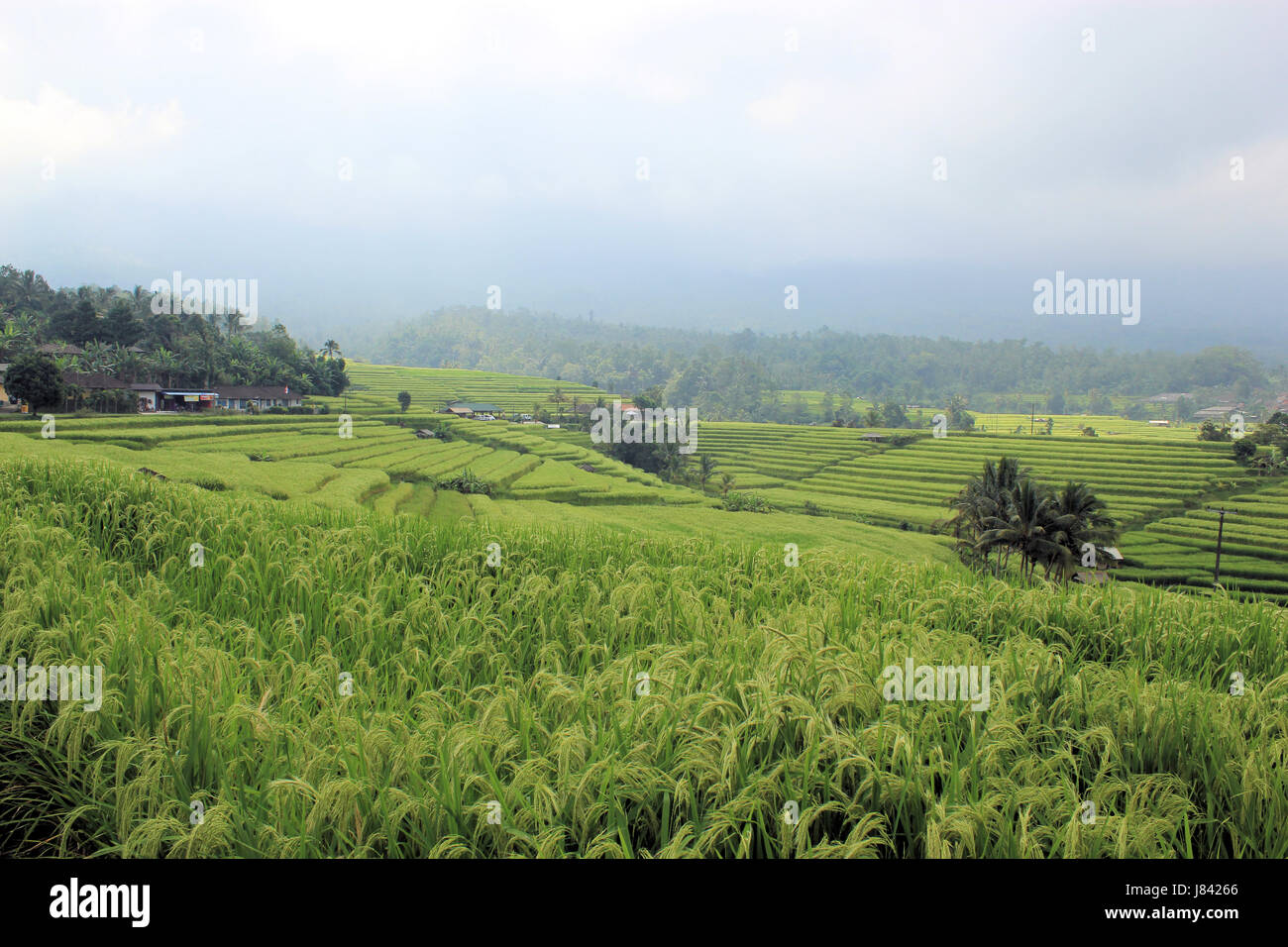 asia bali indonesia architectural agriculture farming bali indonesia ...