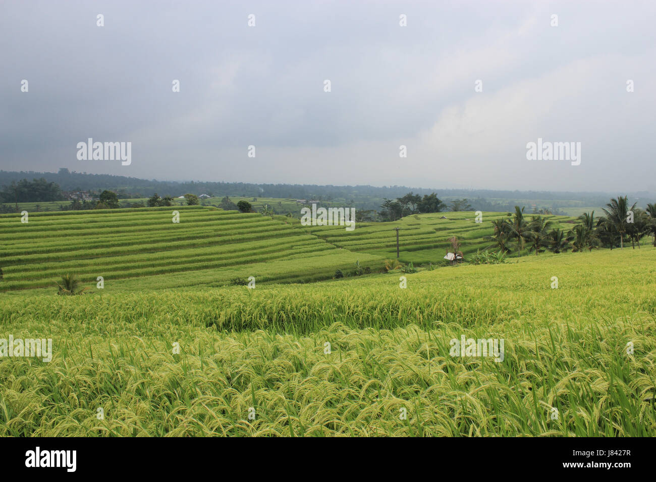 asia bali indonesia architectural agriculture farming bali indonesia ...