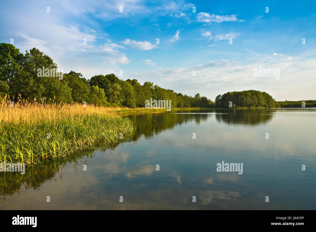tree reed salt water sea ocean water forest blue tree trees waters ...