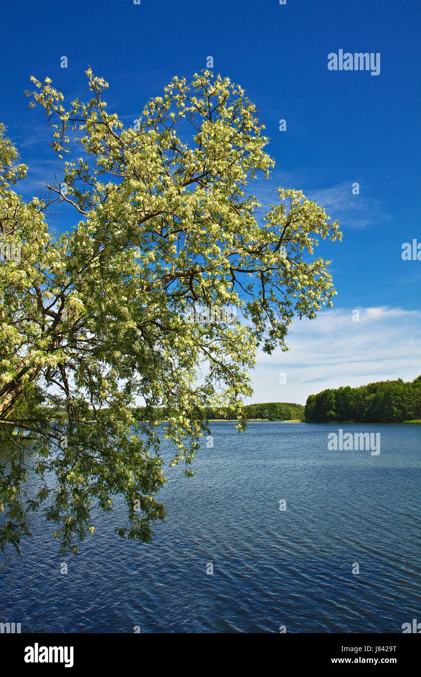 tree reed salt water sea ocean water forest blue tree trees waters ...