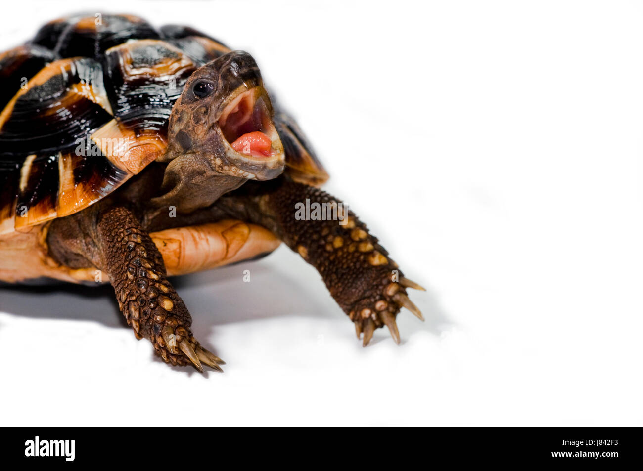 Turtle spout hi-res stock photography and images - Alamy