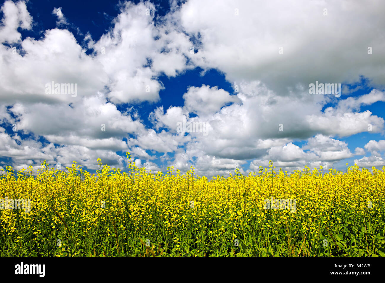 agricultural agriculture farming field farm landscape scenery ...