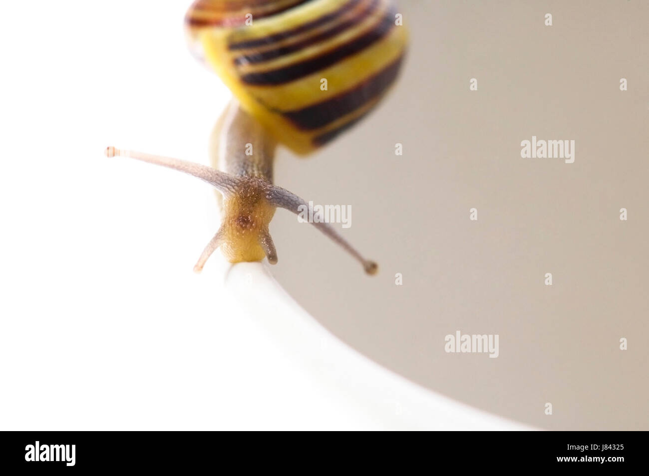 isolated animal shell small tiny little short antenna snail helix white ...