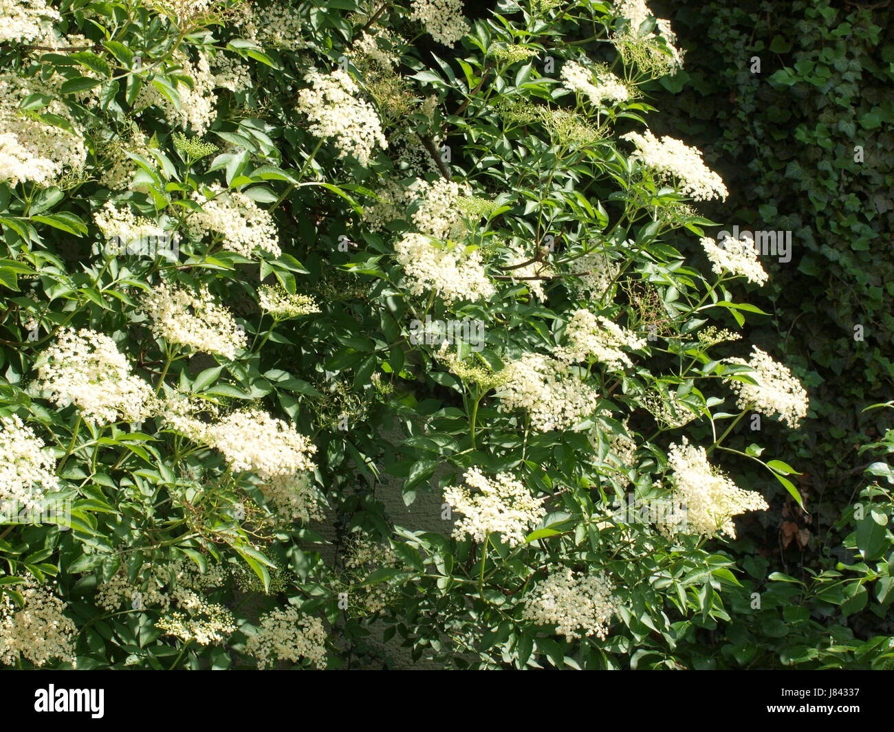 health bloom blossom flourish flourishing shrub bush umbel means agent ...
