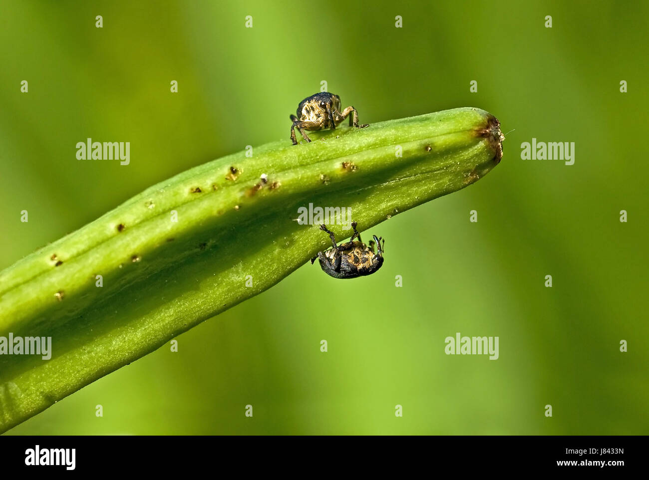 green black swarthy jetblack deep black beetle fruit holes proboscis ...