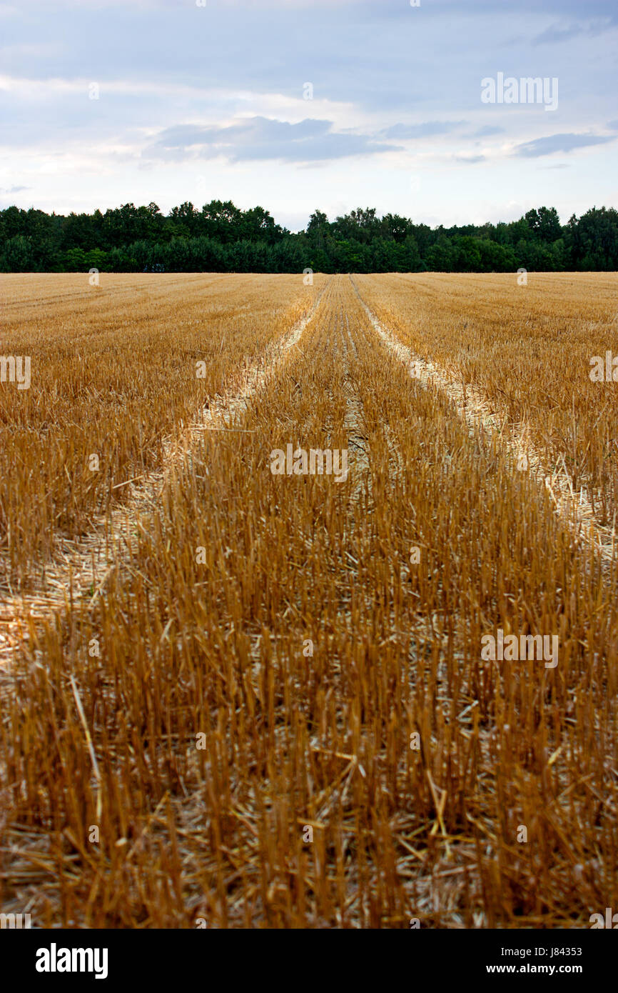 tree trees field grain sense golden track central straw determination ...