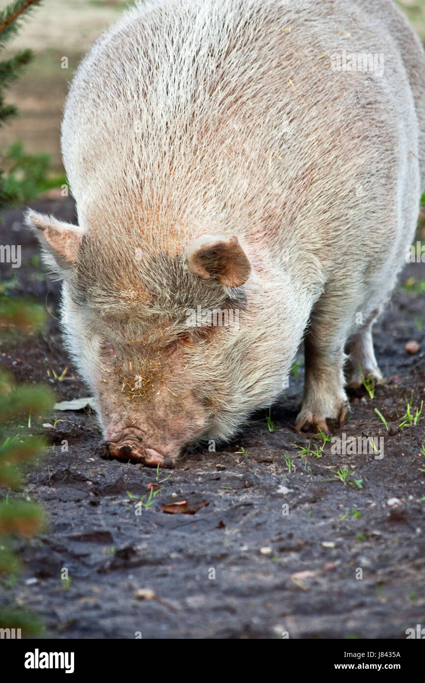 tree animal cute pig plant fir nature shine shines bright lucent light ...