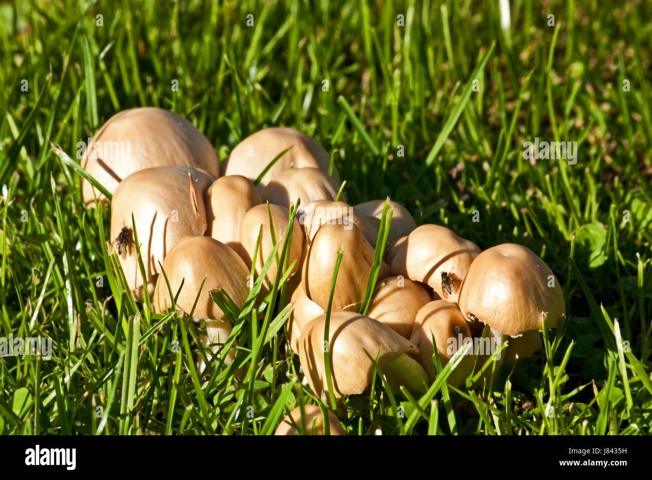 food aliment plant flies insects mushrooms mushroom fungus eating eat ...