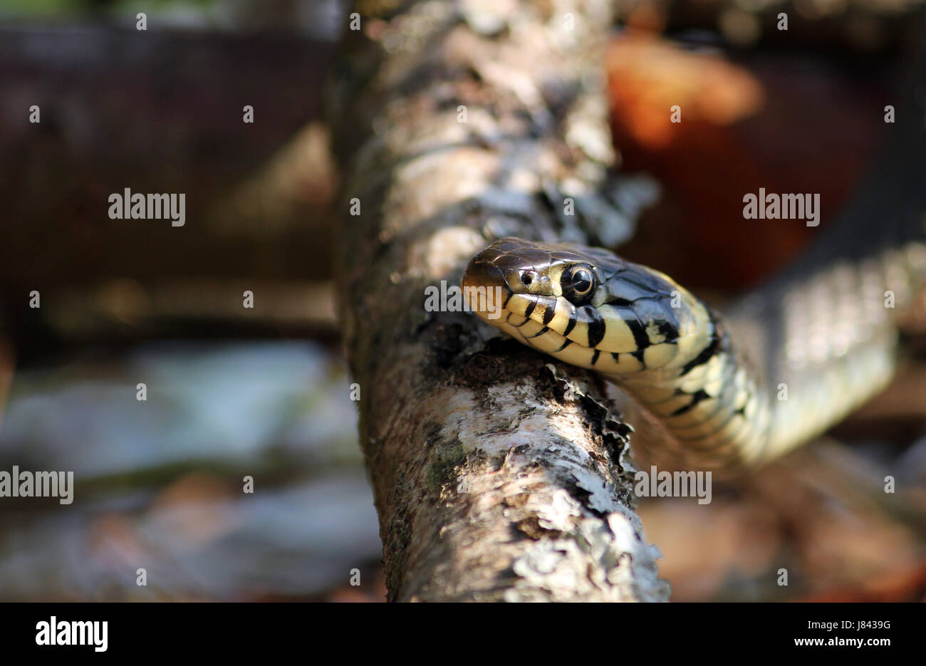 animal trunk eye organ branch snake vipers grass snake head natrix ...