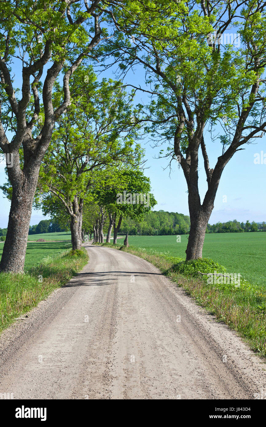 tree landscape scenery countryside nature road street tree trees ...
