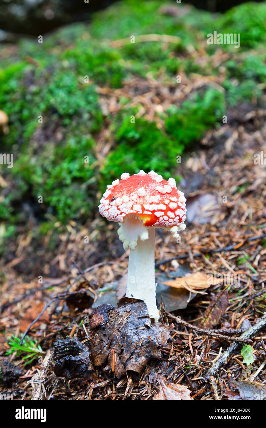 woods poison mushroom fungus toadstool red forest toxic poisonous macro ...