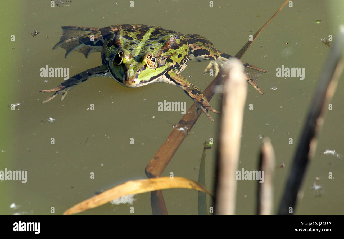 animal green eyes frog fresh water pond water lake inland water ...