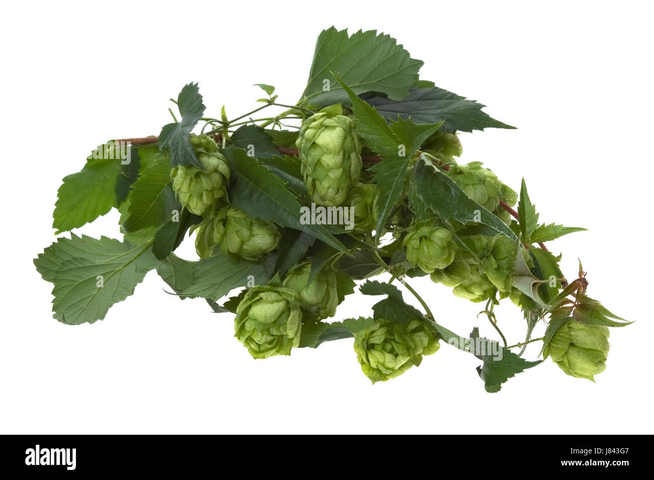 leaves agriculture farming beer cone hop ingredient foliage plant close ...