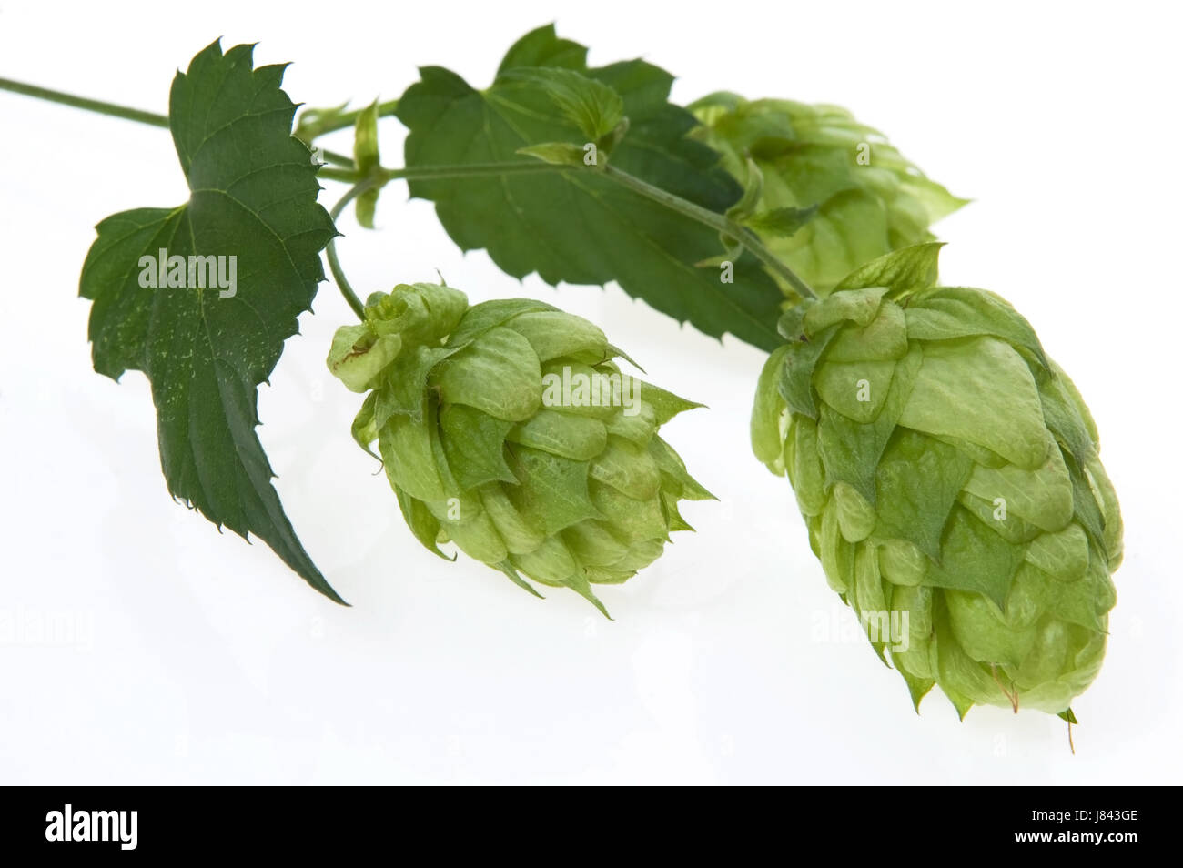 leaves agriculture farming beer cone hop ingredient foliage plant close ...