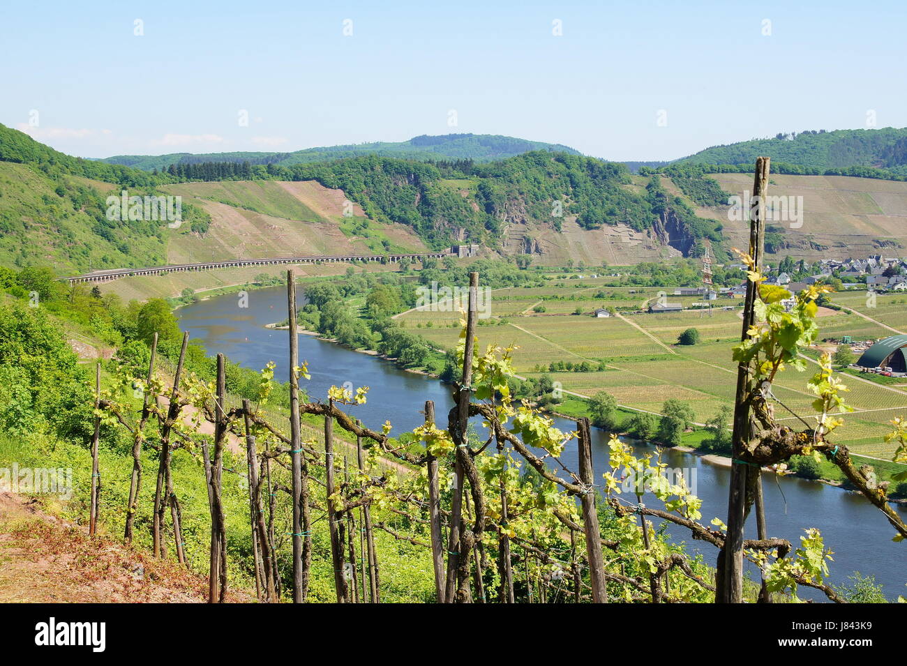 cultivation of wine vineyard mosel viticulture vine grape vine grape ...