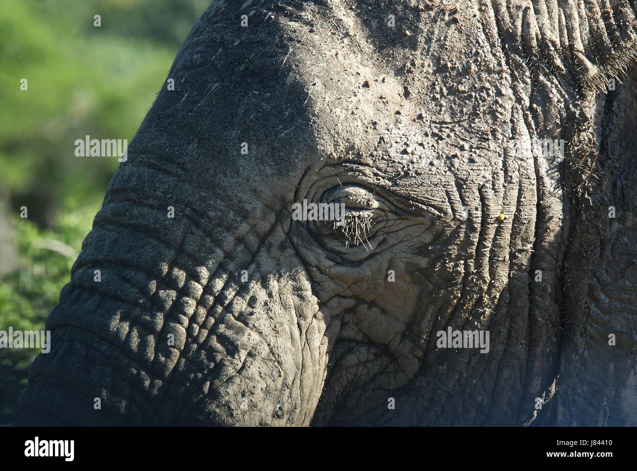 africa elephant male masculine portrait eyelash structure wrinkles ...