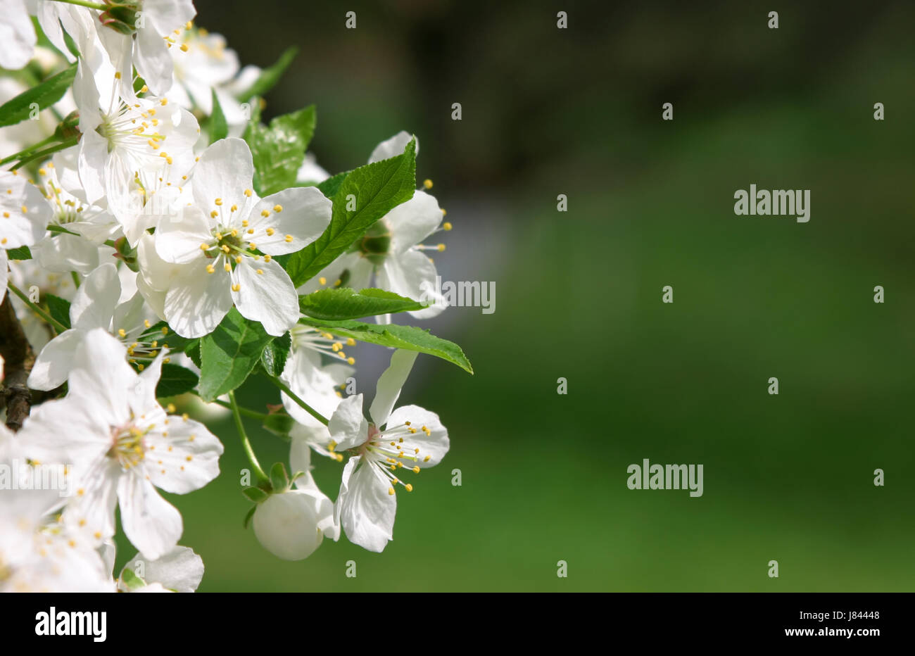 tree bloom blossom flourish flourishing spring branch herb lawn green ...