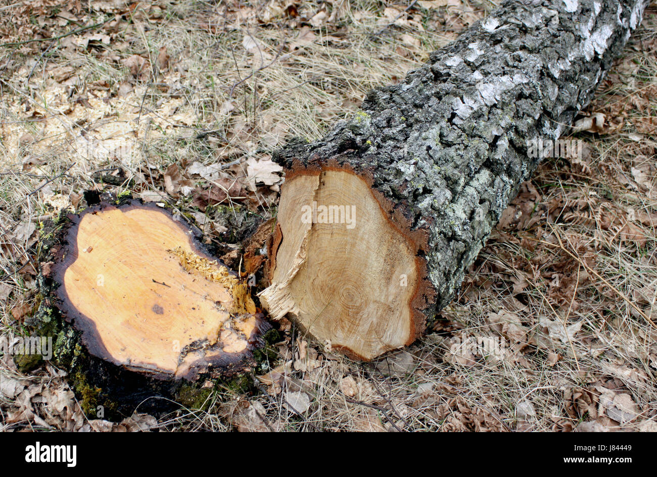 tree wood timber log forest nature environment enviroment tree park ...